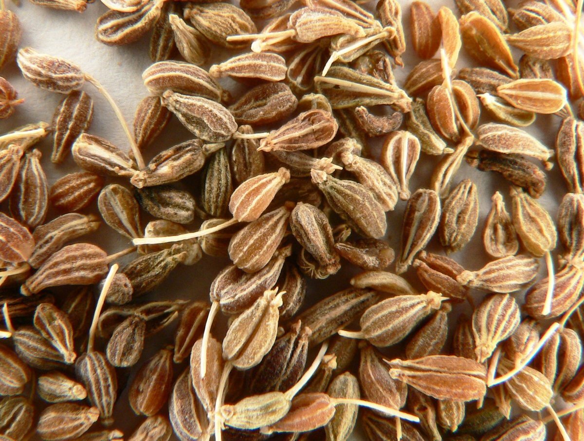 Anis vert : une plante aromatique au goût unique