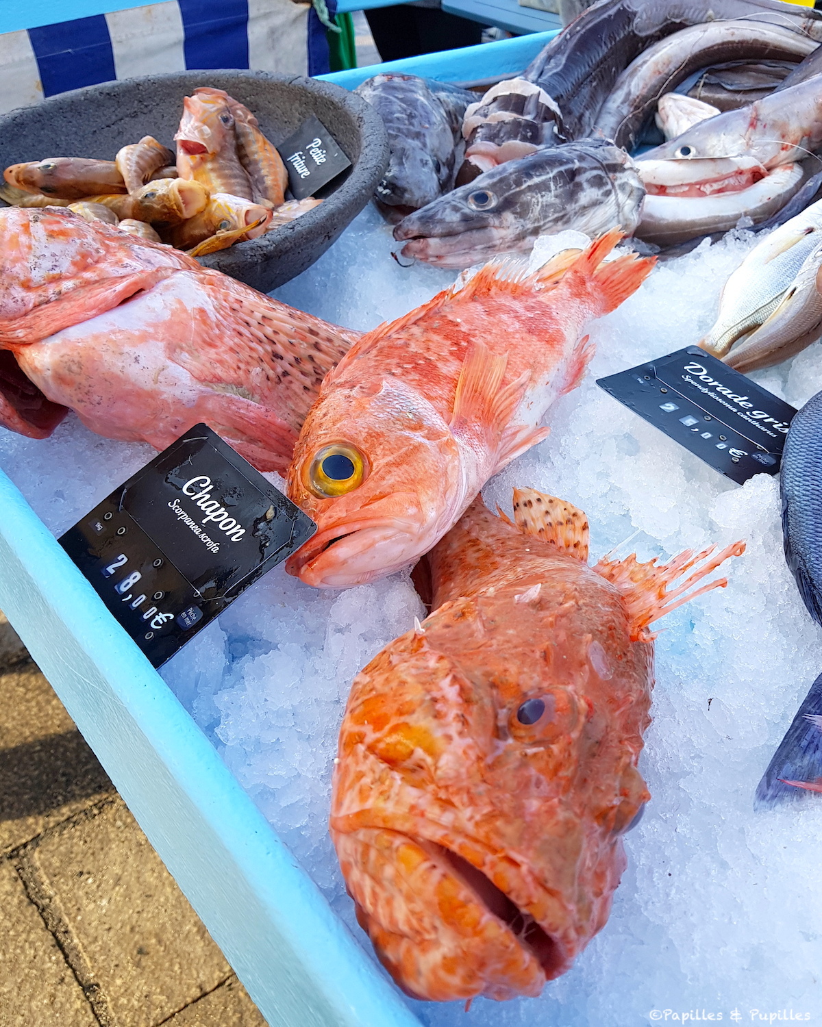 Rascasse (chapon) : un poisson pas comme les autres