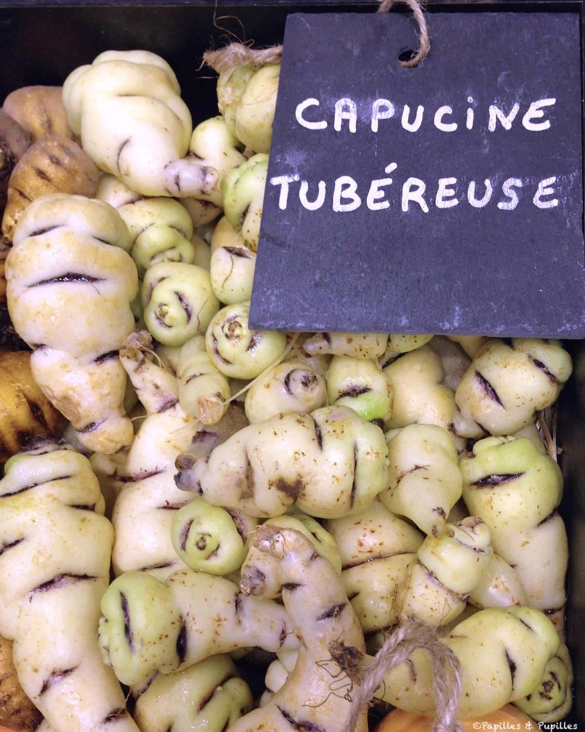Capucine tubéreuse : un légume-racine oublié à découvrir