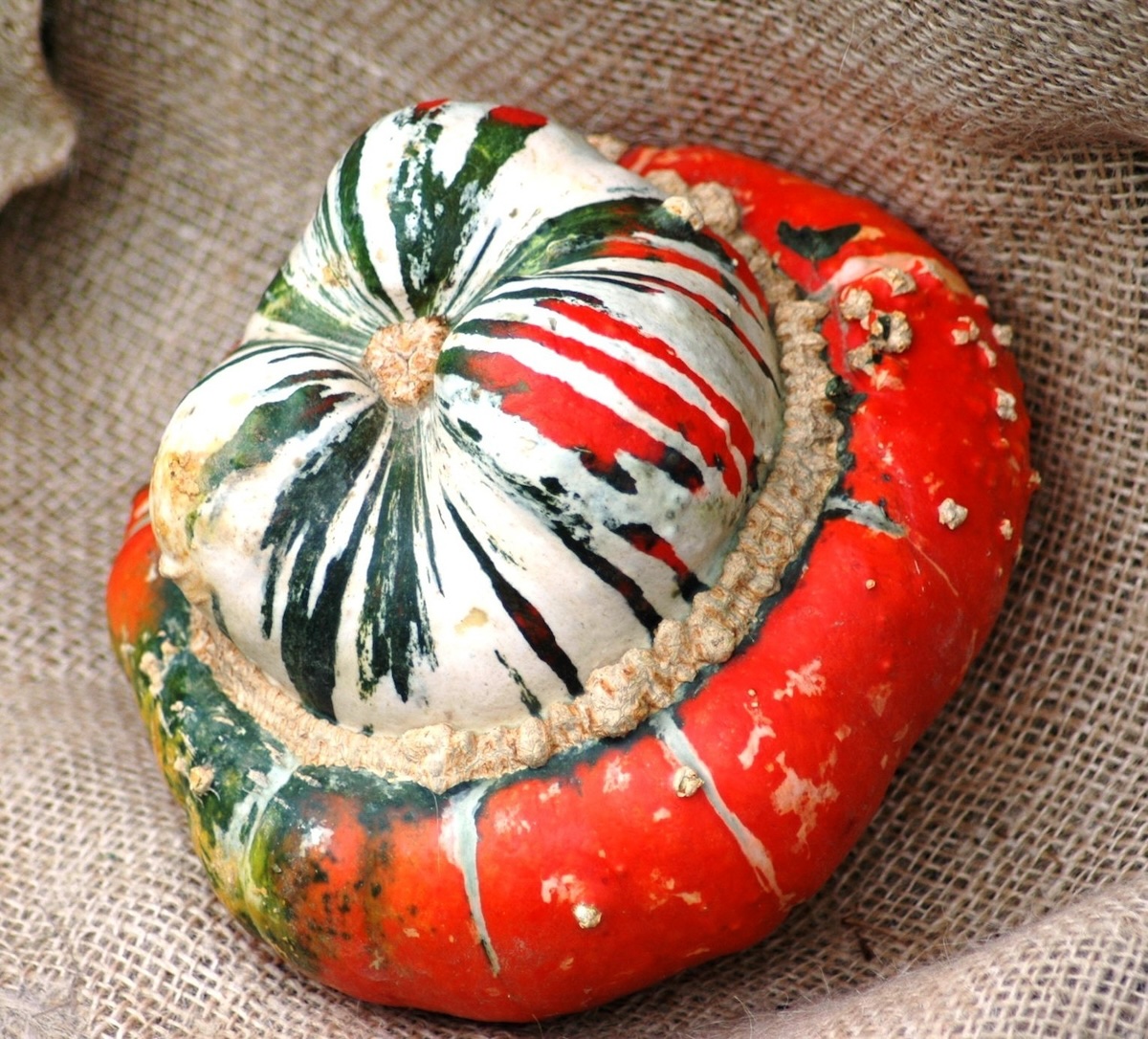 A la découverte du giraumon, la courge ou potiron turban