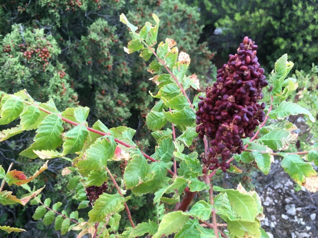 Sumac : une épice cuivrée, acidulée et légèrement piquante