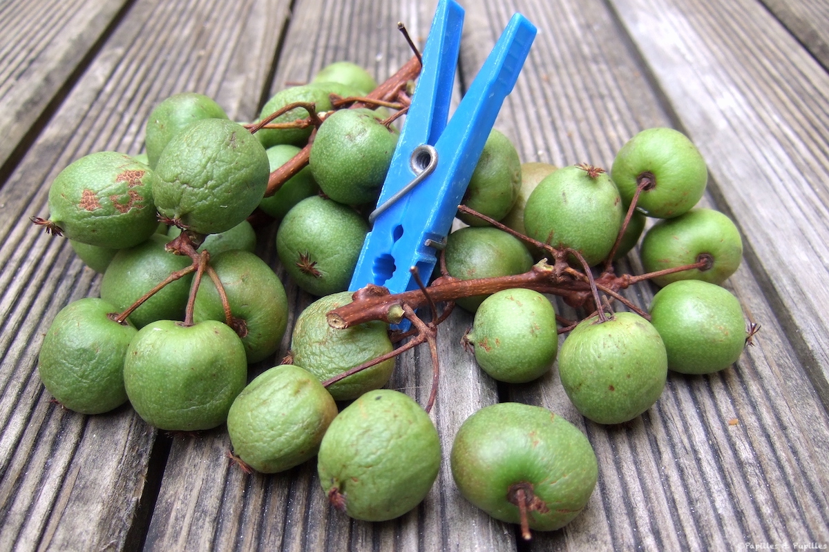 Kiwaï : un délicieux fruit à grignoter, cousin du kiwi