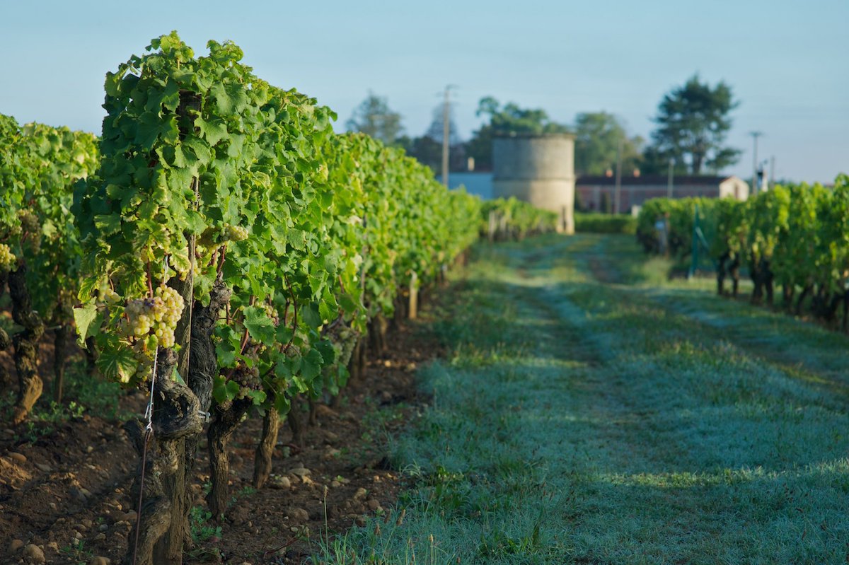 Château Coutet – Barsac/Sauternes : Le temps des vendanges