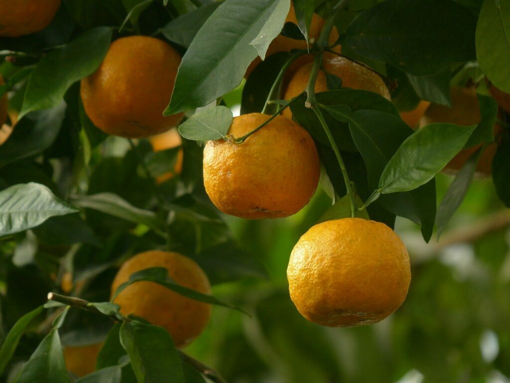 Orange amère (citrus aurantium), le fruit du bigaradier
