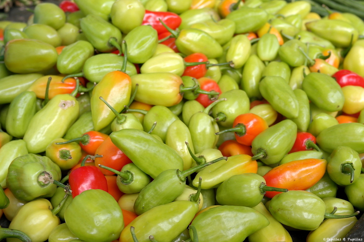 Piments végétariens : savoureux et peu piquants