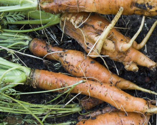Carottes, un légume racine délicieux et plein de vitamines