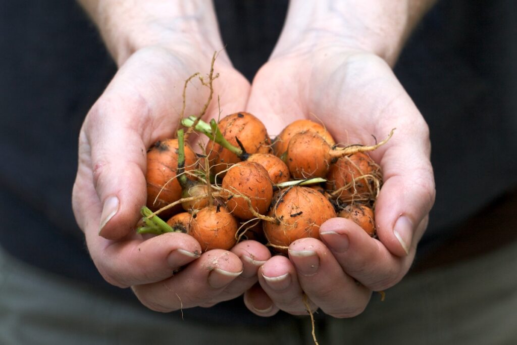 Carottes, un légume racine délicieux et plein de vitamines