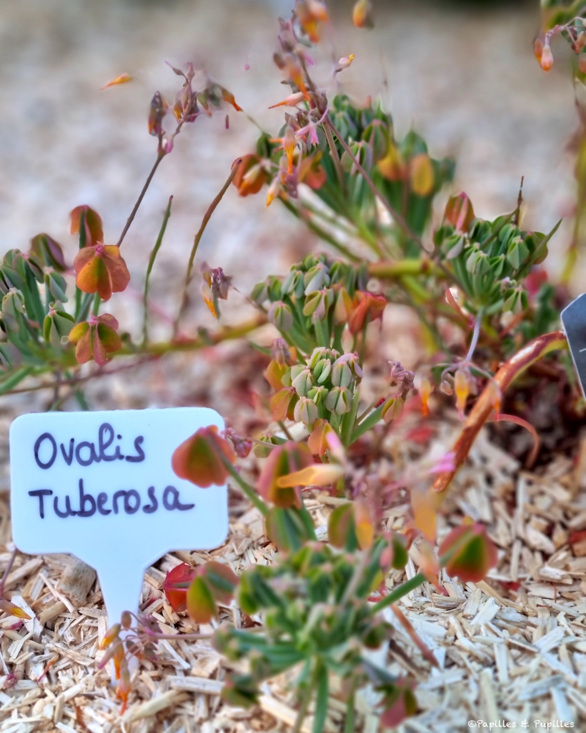 Oca du Pérou, un tubercule des plateaux Andins