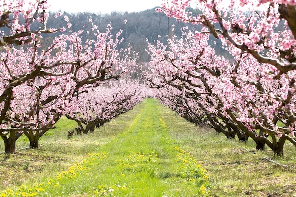 Pêches et nectarines : de la culture à l'assiette