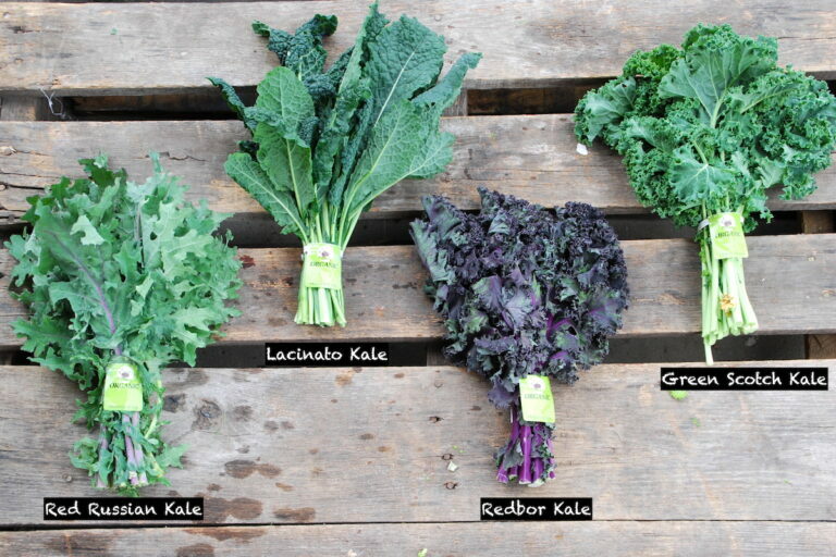 Chou Kale, un chou vert et frisé aux vertus santé