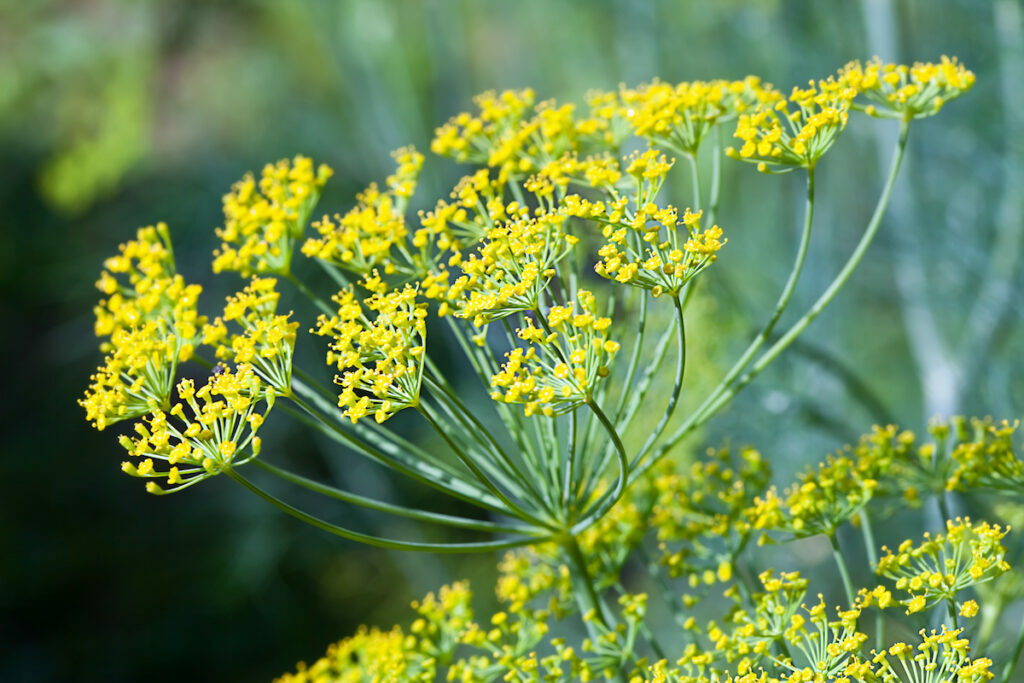 Fenouil : Tout ce que vous vouliez savoir