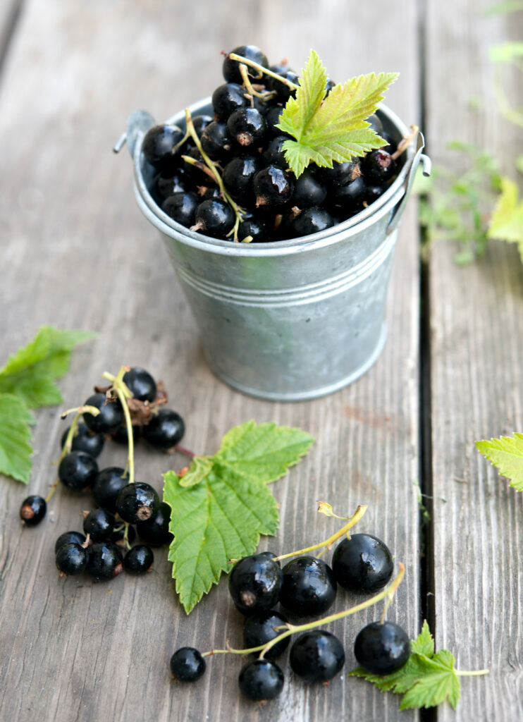 Le cassis : comment le choisir, le conserver, le cuisiner