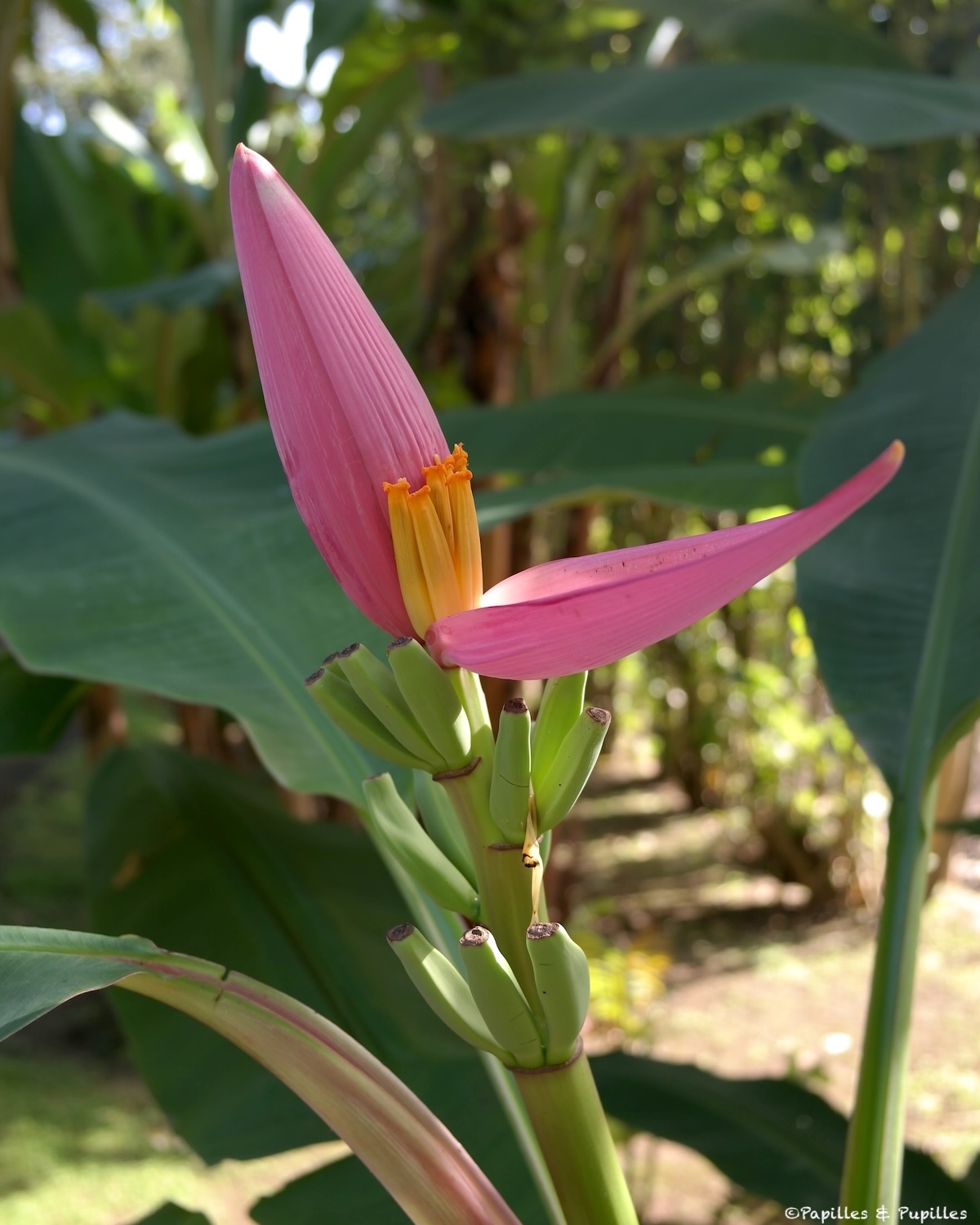 Tout savoir sur la naissance d'une banane Martiniquaise