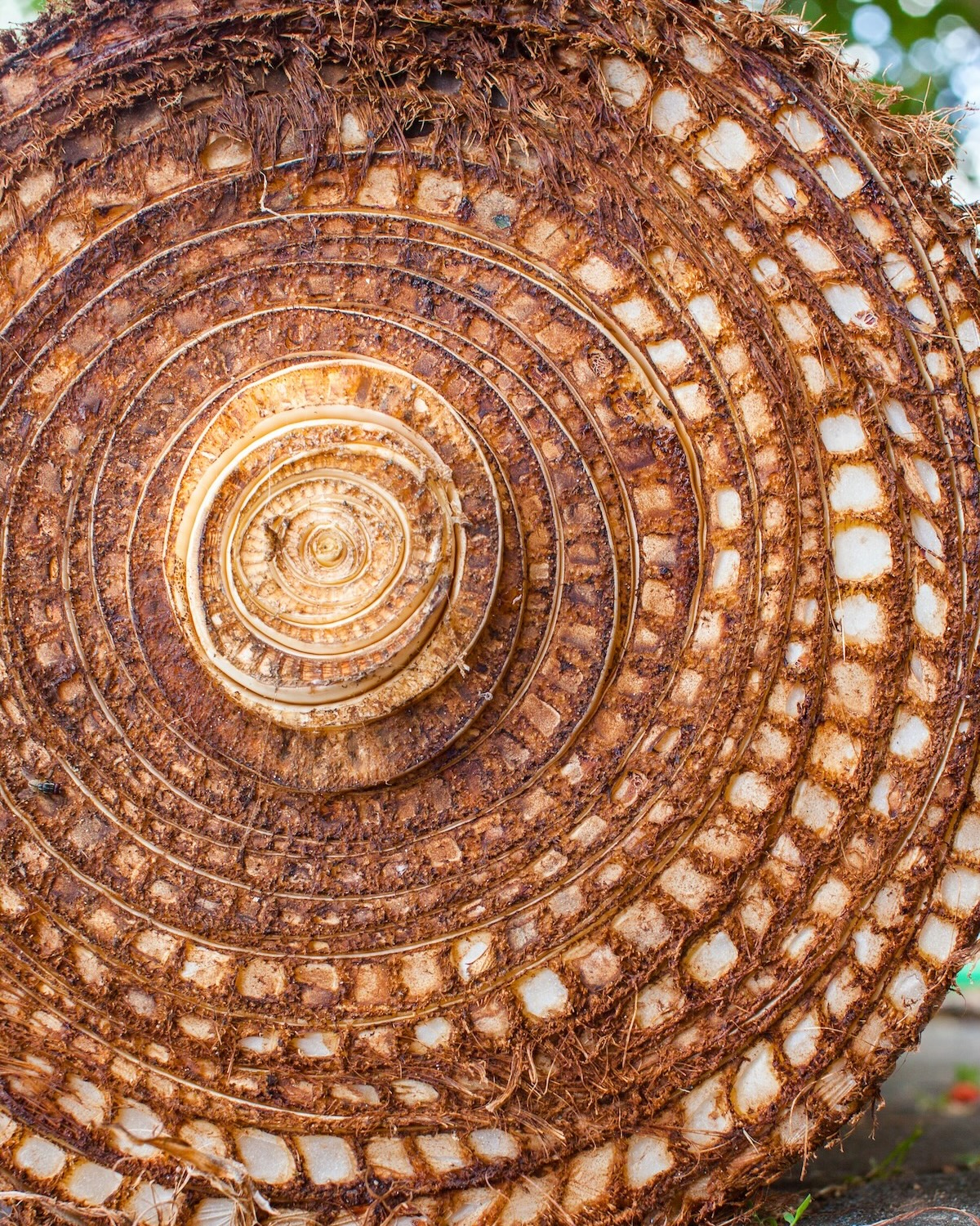 Tout savoir sur la naissance d'une banane Martiniquaise