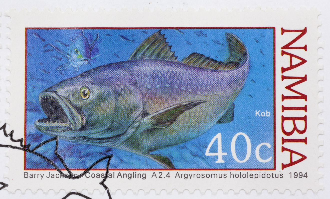Maigre (ou grogneur), un poisson délicieux