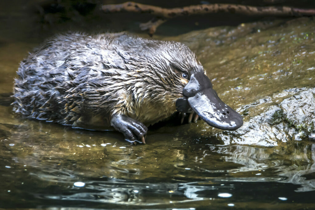 Ornithorynque, Healesville Sanctuary, Australie