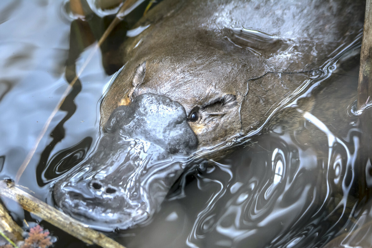 Ornithorynque, Healesville Sanctuary, Australie