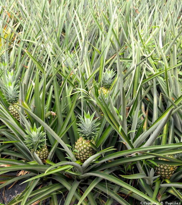 Les ananas bio du Costa Rica