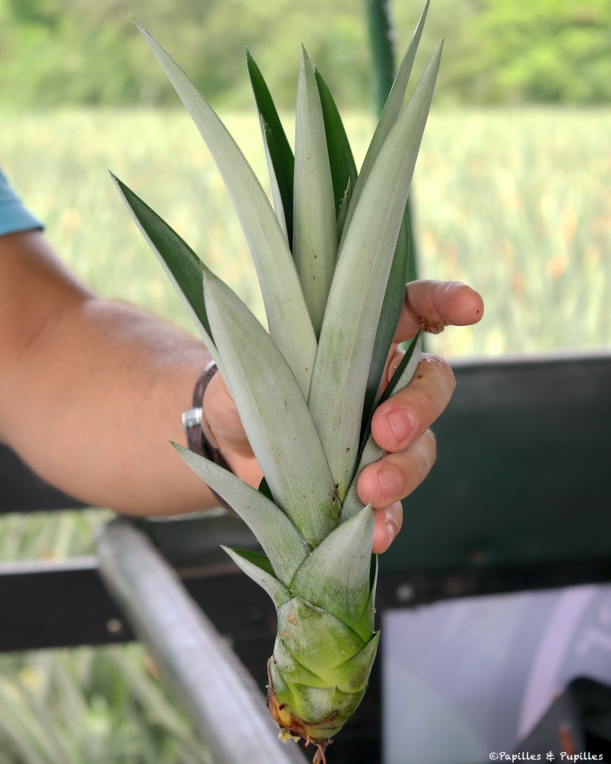 A la découverte des ananas bio du Costa Rica