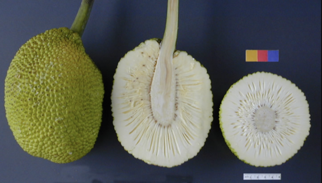Fruit à pain : un aliment aux multiples facettes