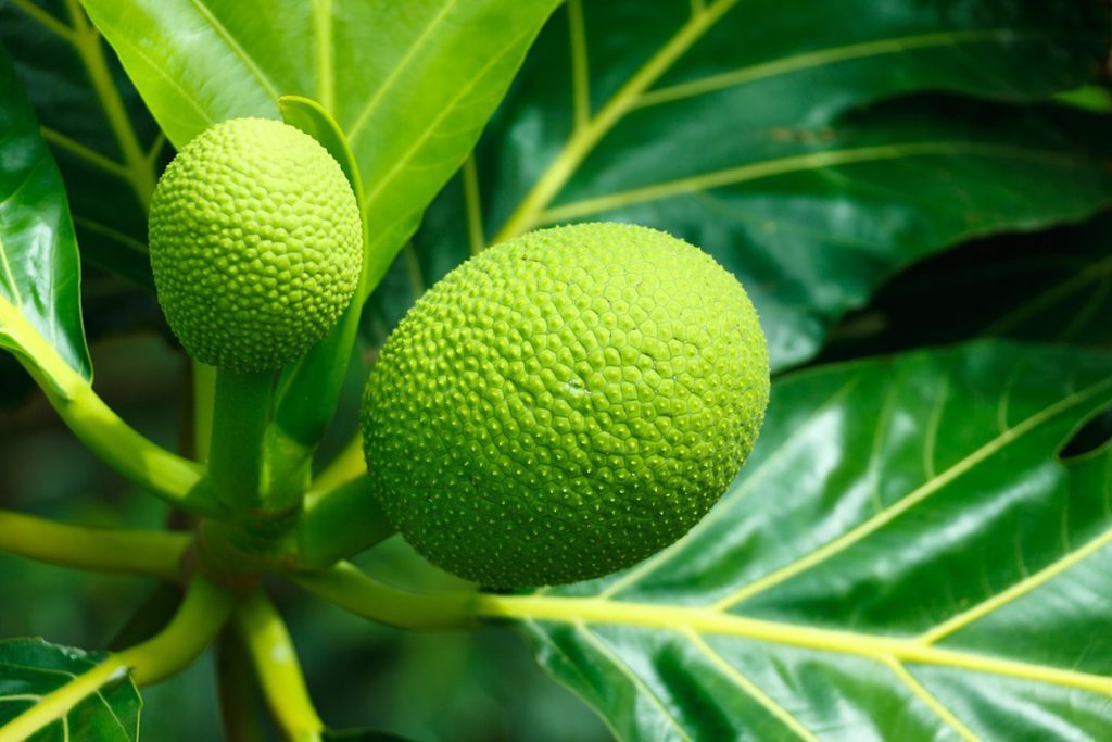 Fruit à pain