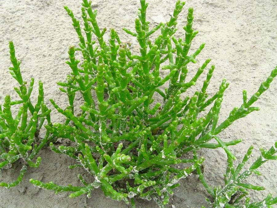 Salicorne