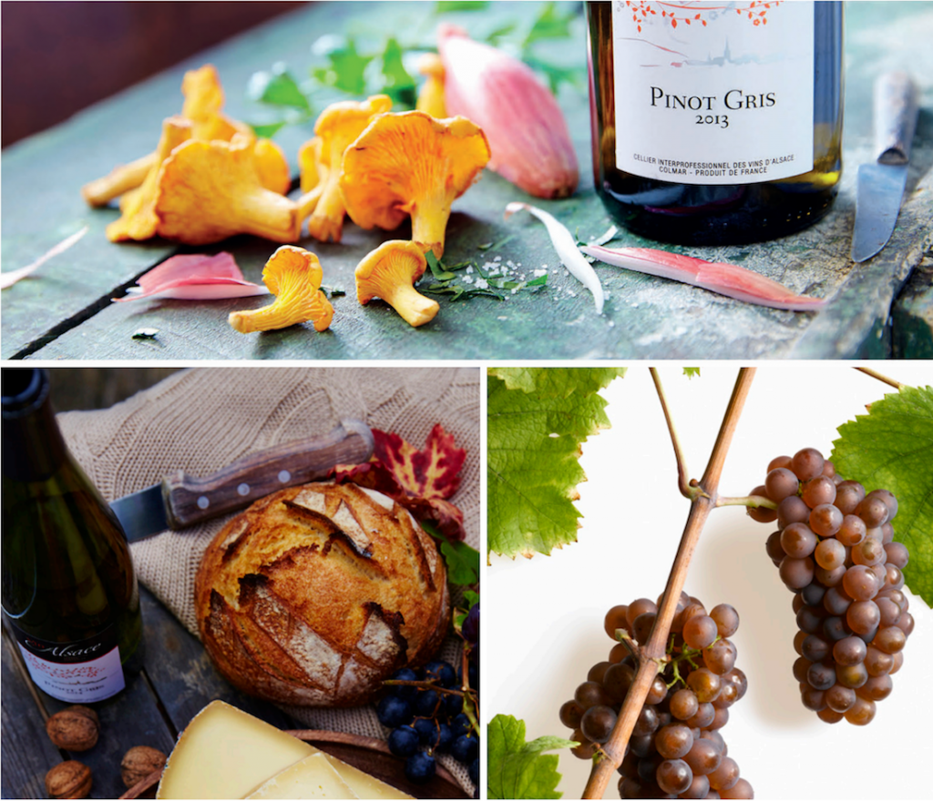 Le Pinot Gris d’Alsace