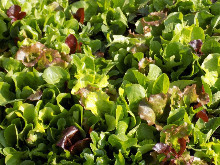 Mesclun : un mélange savoureux de jeunes pousses de salades