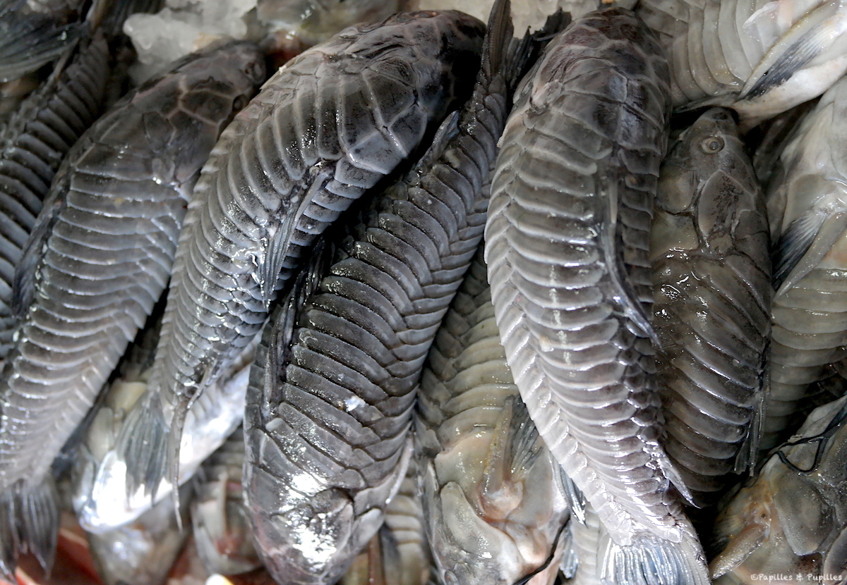 Atipa : un poisson préhistorique guyanais