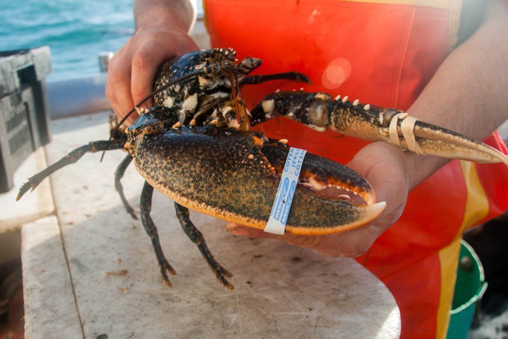 Homard canadien ou homard breton, that is the question