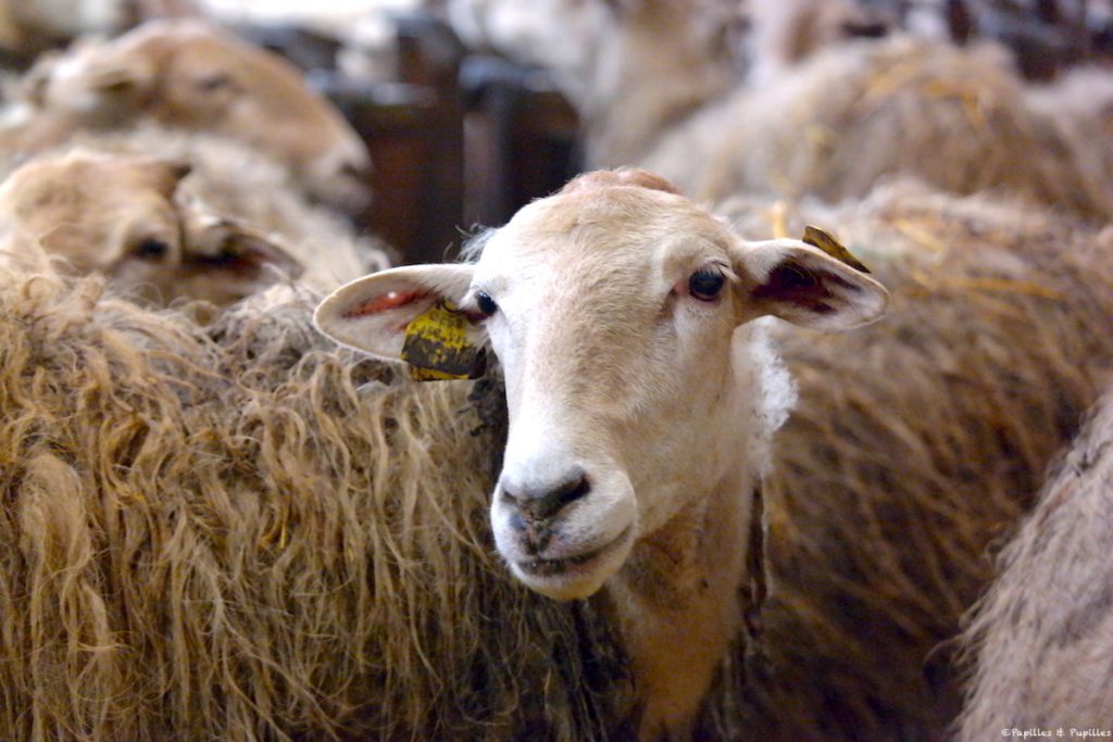 Fromagerie Feranyo, des fromages de la Vallée des Aldudes