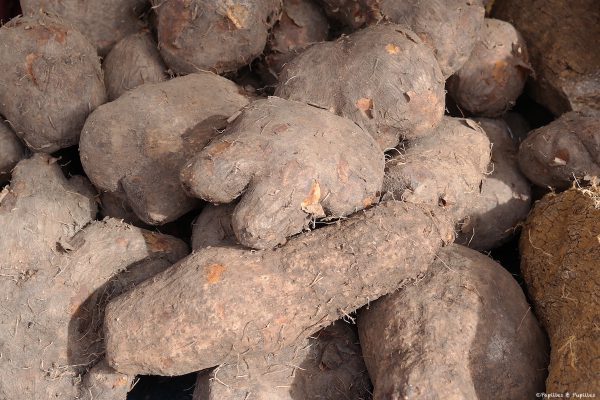 Couac (kwak) : la semoule de manioc torréfiée