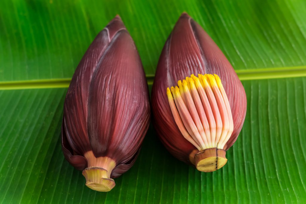 Fleurs de bananiers : une fleur comestible