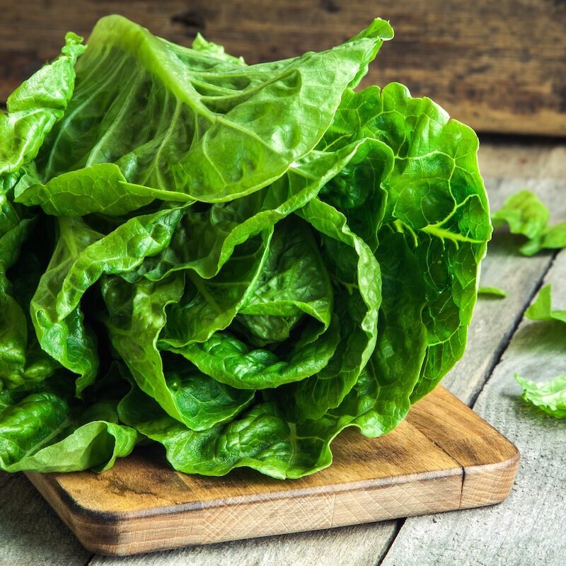 Laitue tige Celtuce (celtus), la laitue asperge ou chinoise