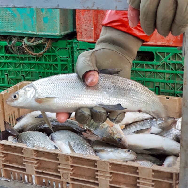 Atipa : un poisson préhistorique guyanais