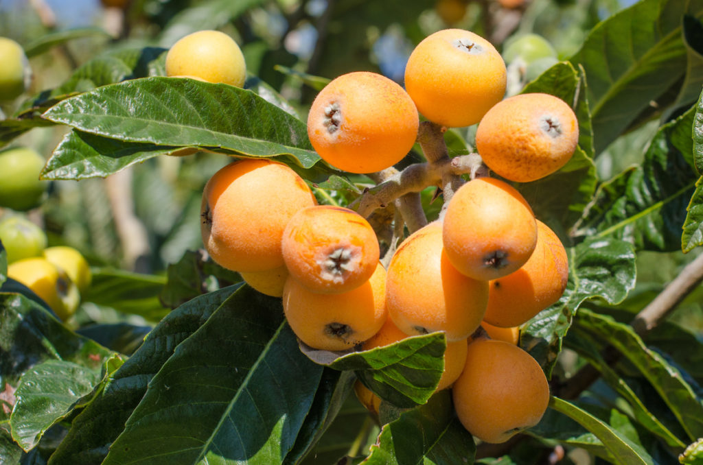 Nèfles : des fruits à consommer à sur maturité (blets)