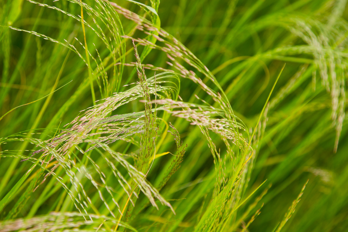 Teff