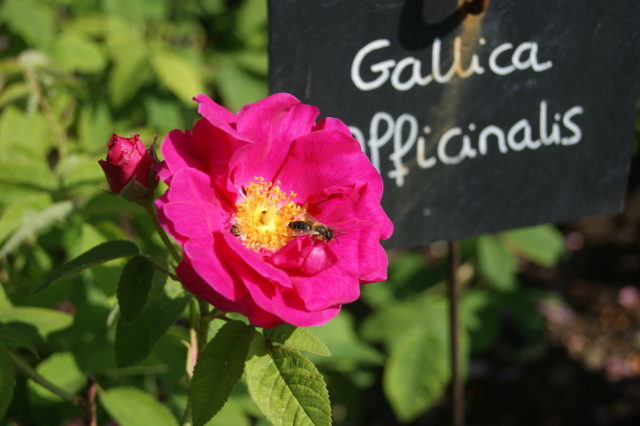 Macarons à la rose : élégants et délicatement parfumés