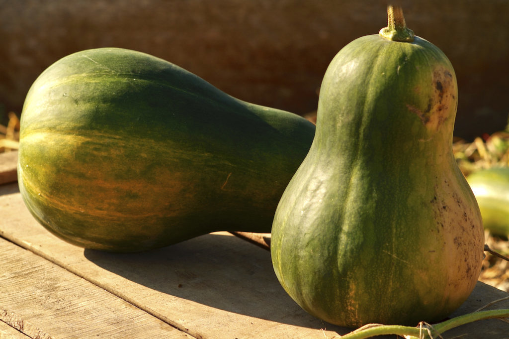 Sucrines du Berry : une courge musquée à la saveur sucrée