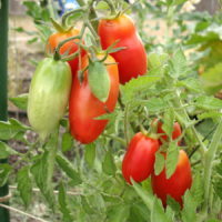 Tomates ananas : couleurs et saveurs au rendez-vous