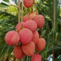 Fruit du Jacquier aussi appelé Jacque ou ti'Jacque
