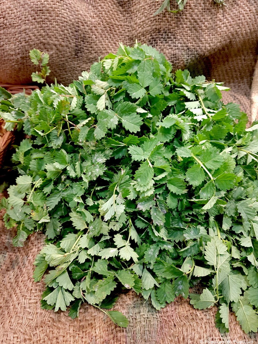 Pimprenelle, herbe aromatique
