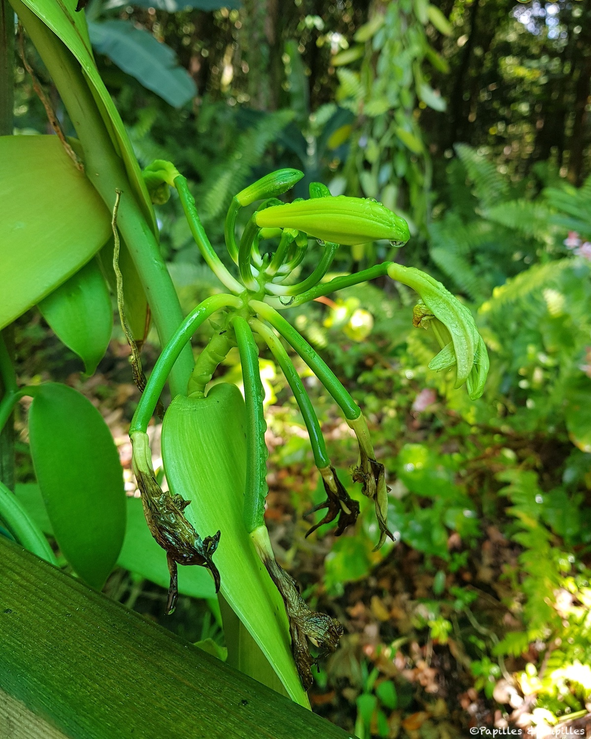 Vanille bleue de La Réunion : visite à l’Escale Bleue