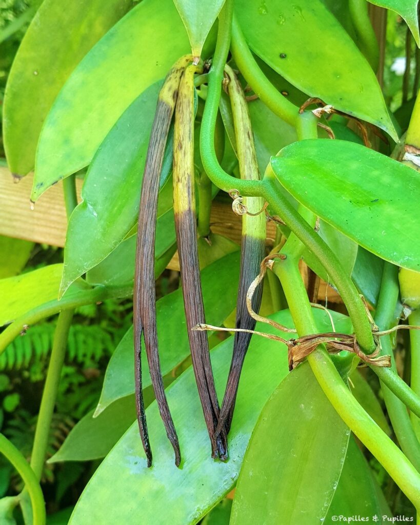 Vanille bleue de La Réunion : visite à l’Escale Bleue