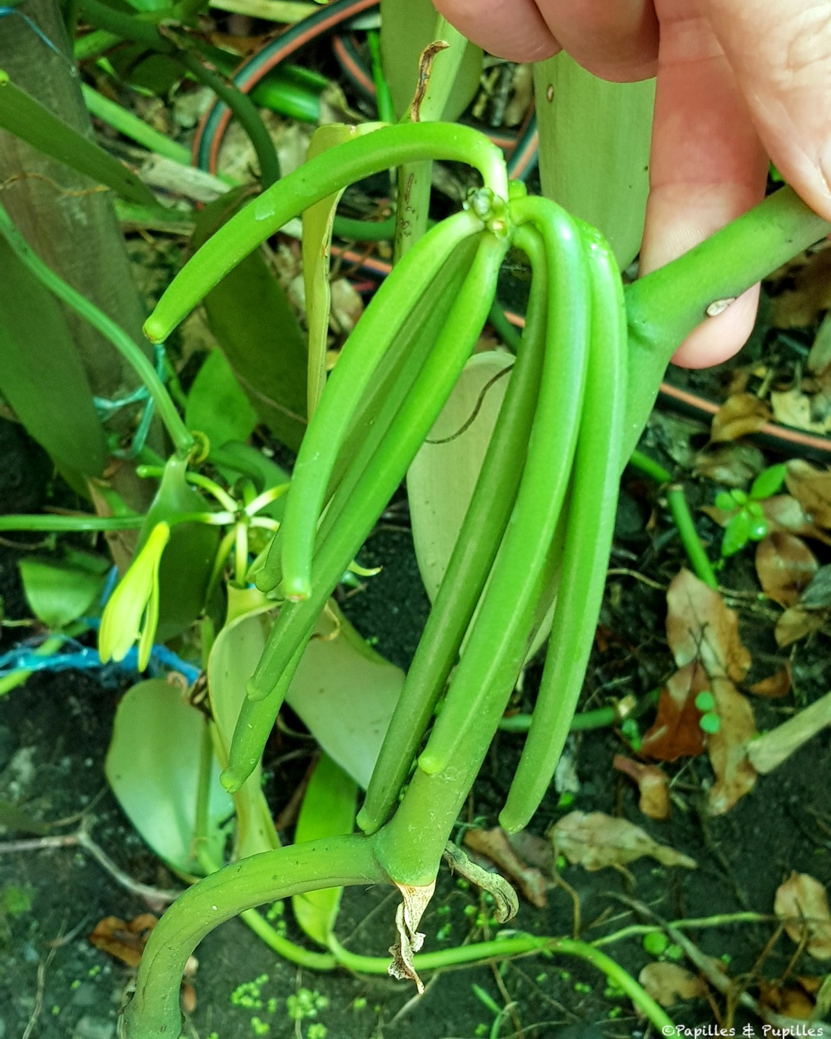 Vanille bleue de La Réunion : visite à l’Escale Bleue