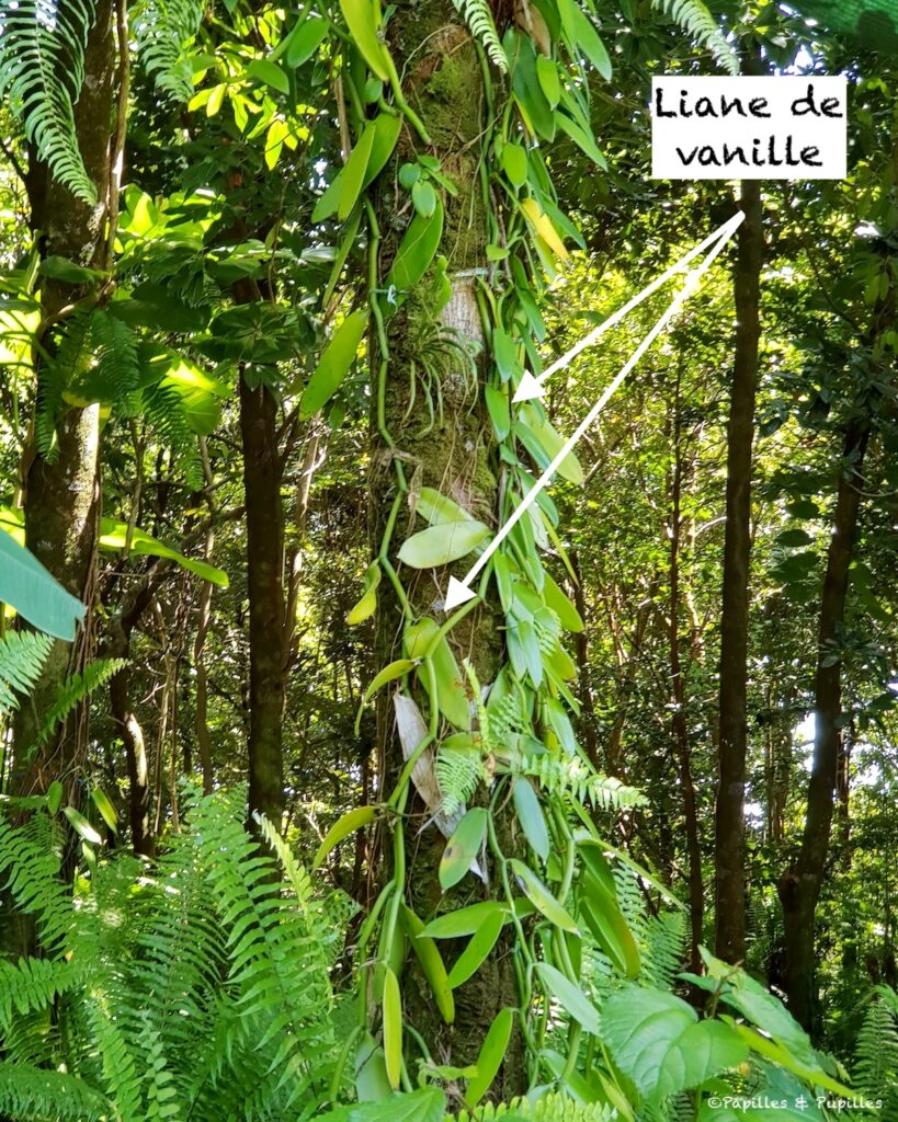 Vanille bleue de La Réunion : visite à l’Escale Bleue