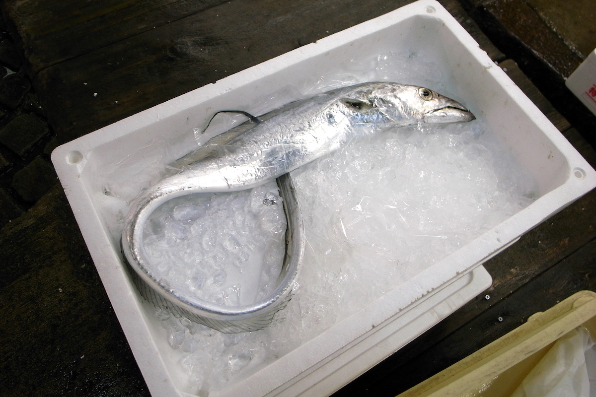 Sabre, un poisson à la forme de lame de couteau