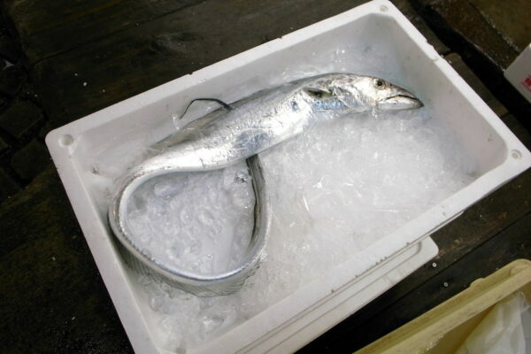 Sabre, un poisson à la forme de lame de couteau