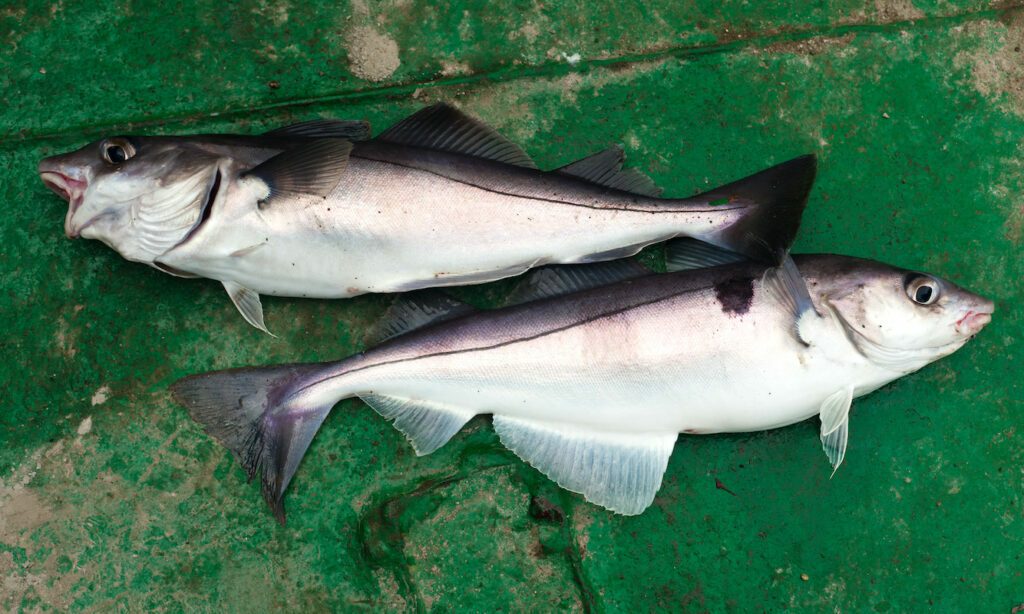 Eglefin et haddock (fumé), un poisson blanc à chair ferme