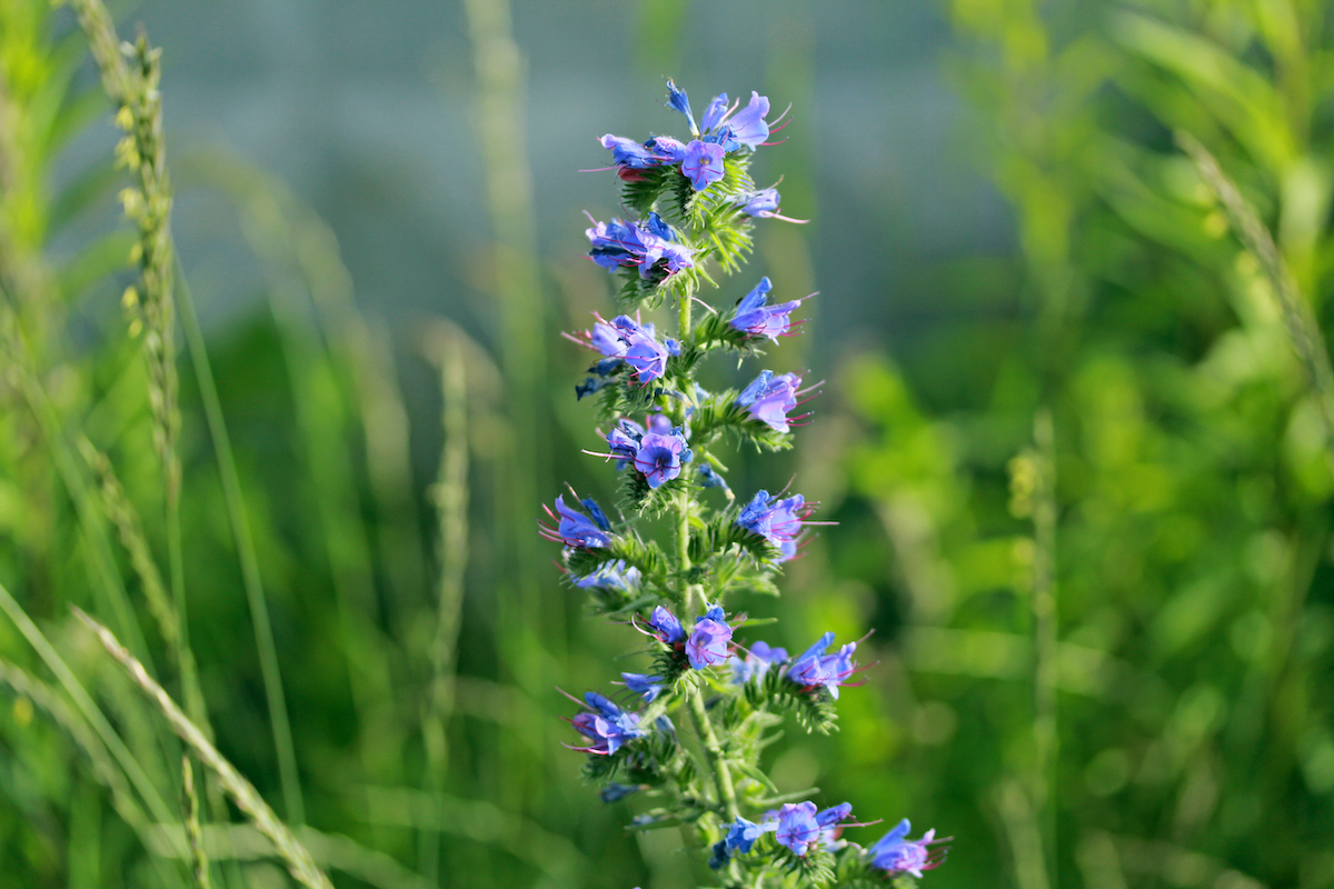 Hysope ; une herbe aromatique et médicinale